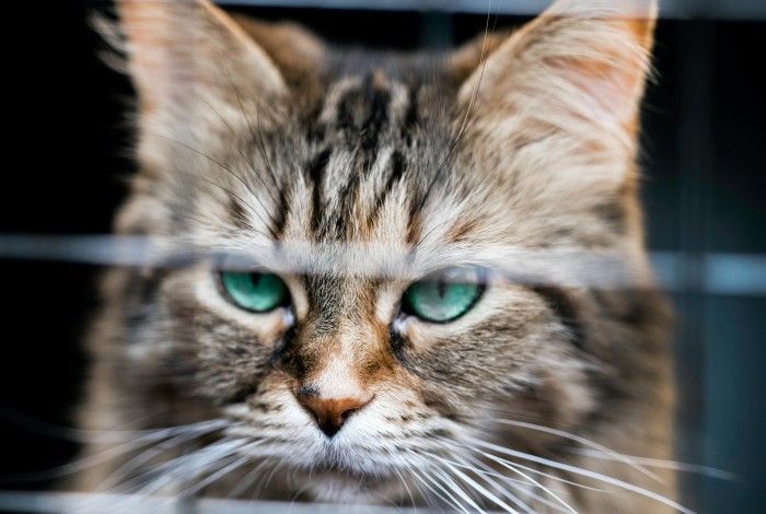 Cats | City of Karratha